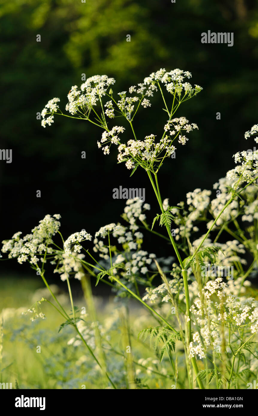 Wild chervil (Anthriscus sylvestris Stock Photo - Alamy
