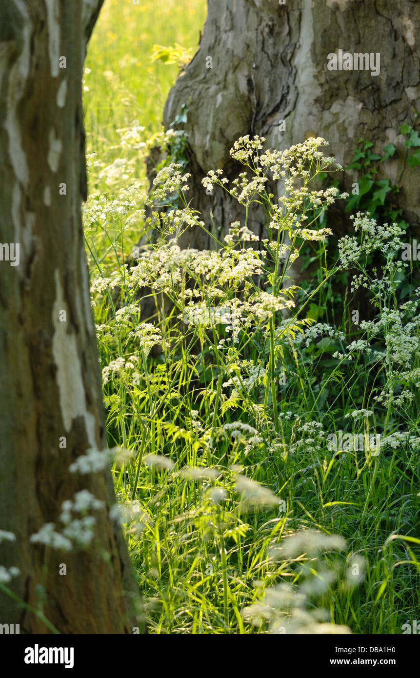 Wild chervil (Anthriscus sylvestris Stock Photo - Alamy