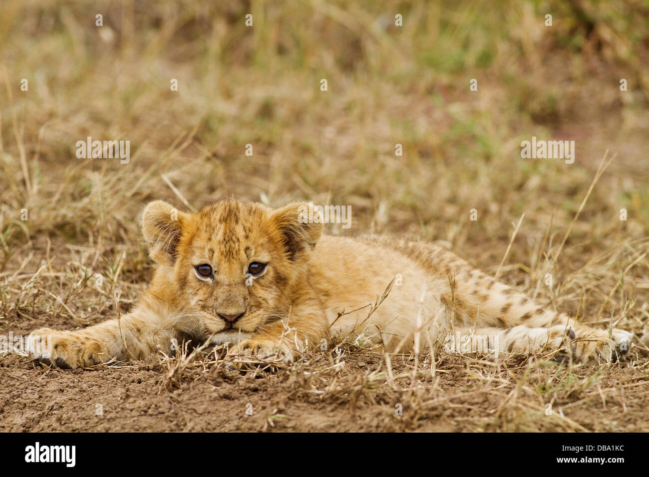 Curious Lion cub Stock Photo - Alamy