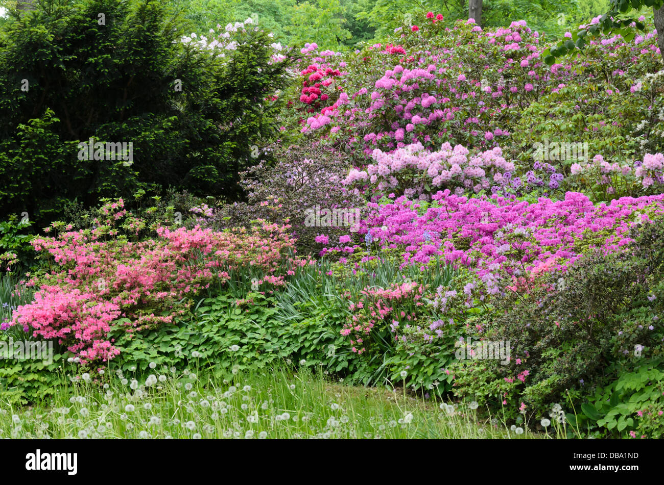 Rhododendrons and azaleas hi-res stock photography and images - Alamy