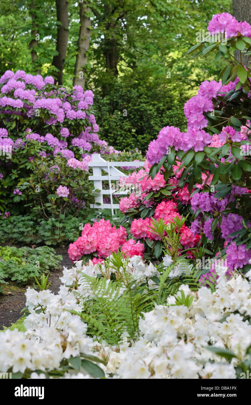 Rhododendrons hi-res stock photography and images - Alamy