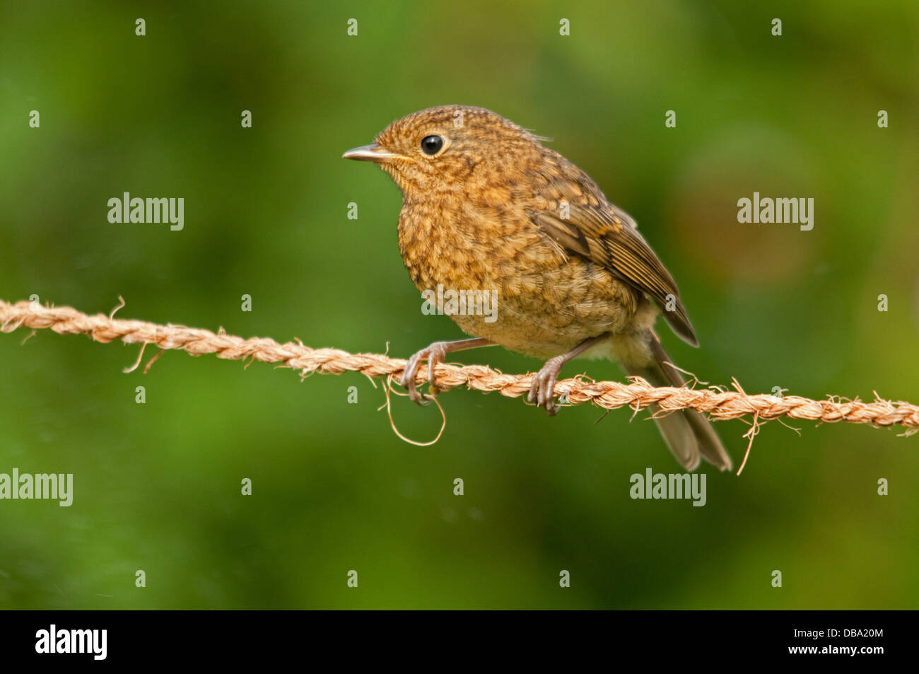 Juvenile robin hi-res stock photography and images - Alamy