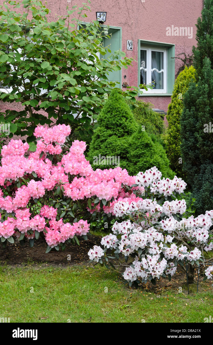 White and pink rhododendrons hi-res stock photography and images - Alamy