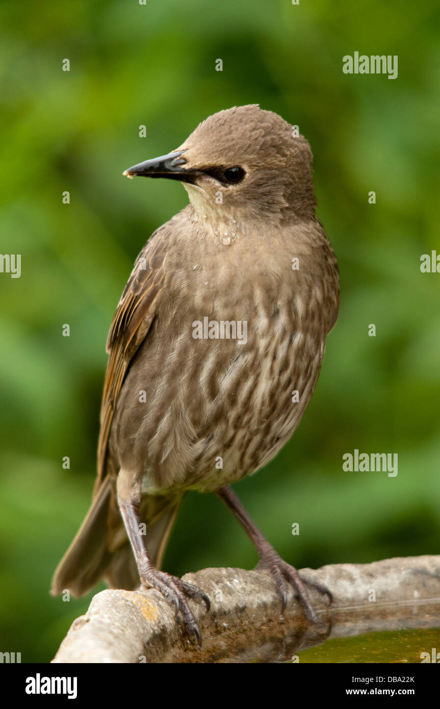 Juvenile Starling Yellow Beak