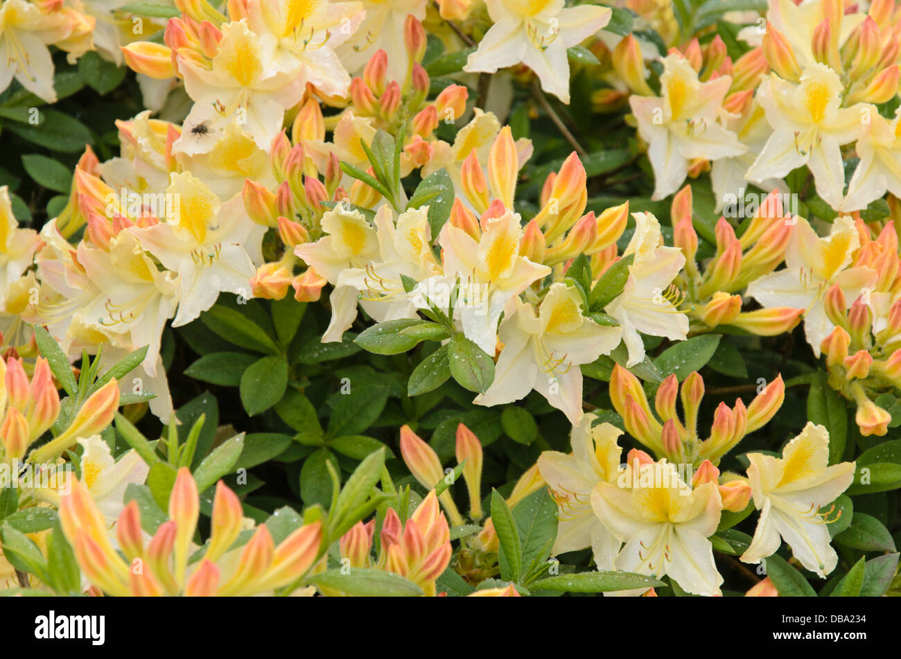 Pontic Rhododendrons High Resolution Stock Photography and Images - Alamy