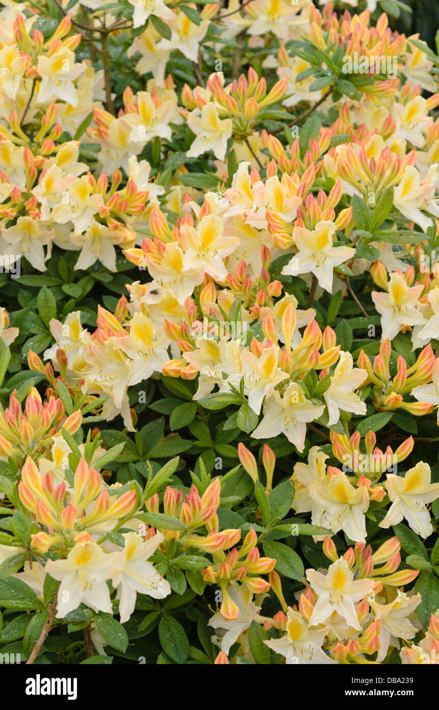 Pontic azalea (Rhododendron luteum 'Daviesii' Stock Photo - Alamy