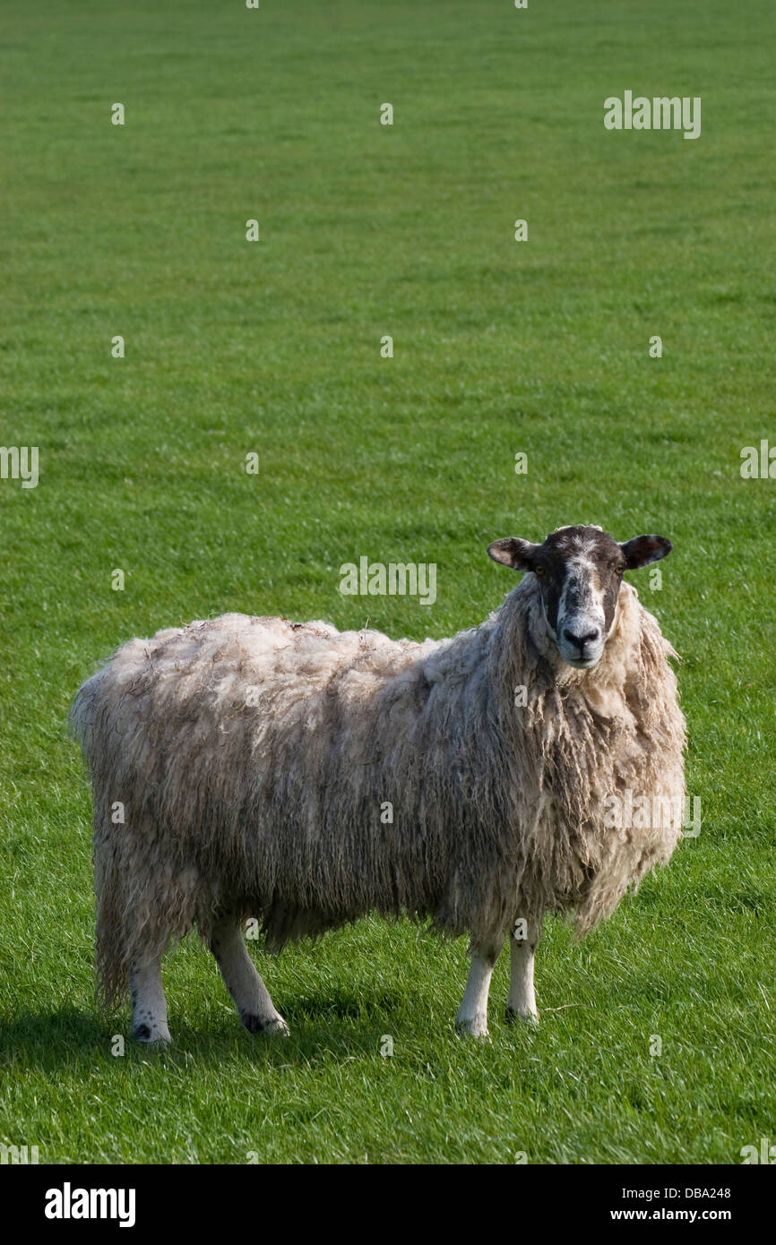 Scottish Sheep Breeds High Resolution Stock Photography and Images - Alamy