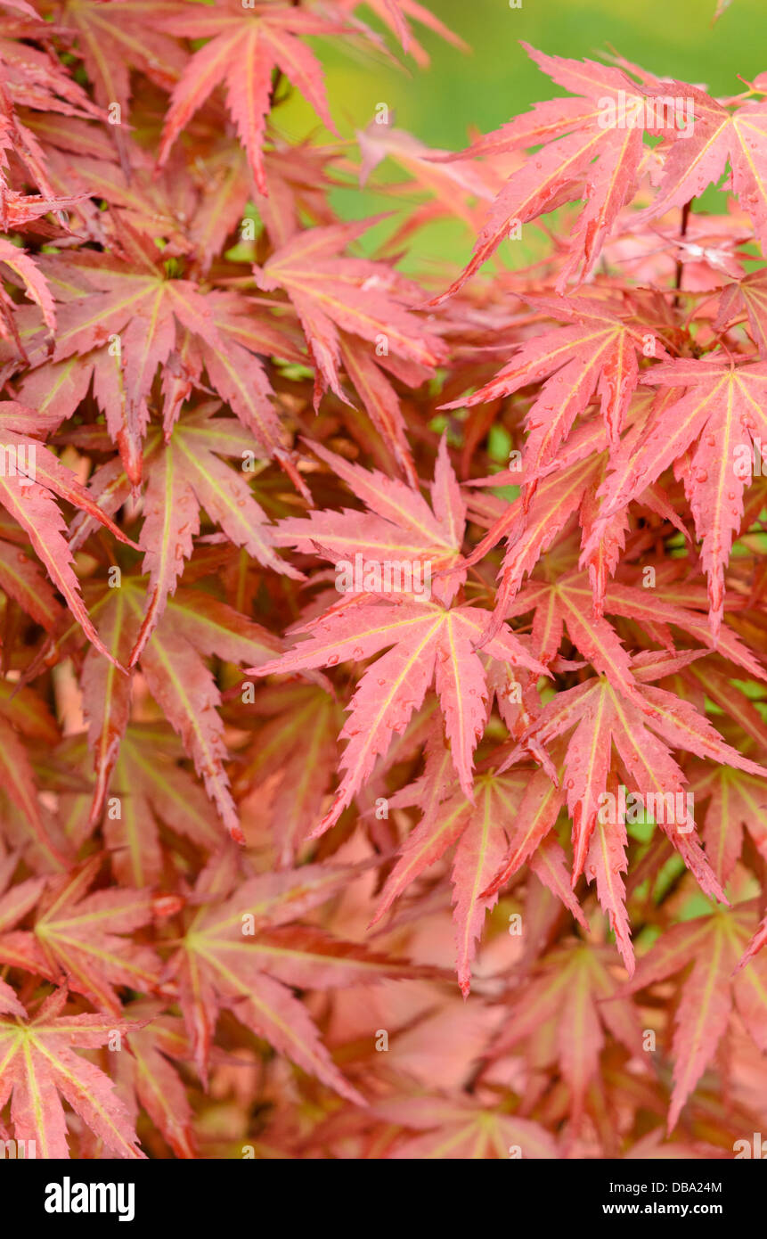 Japanese maple (Acer palmatum 'Wilson's Pink Dwarf' Stock Photo - Alamy