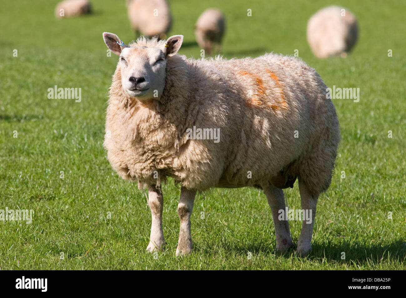 British texel sheep hi-res stock photography and images - Alamy
