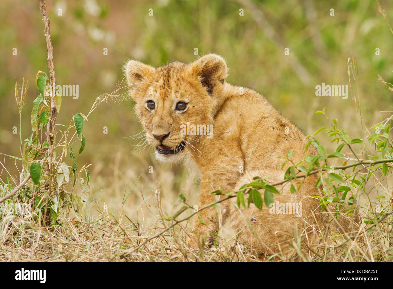 Curious Lion cub, in the bush Stock Photo - Alamy