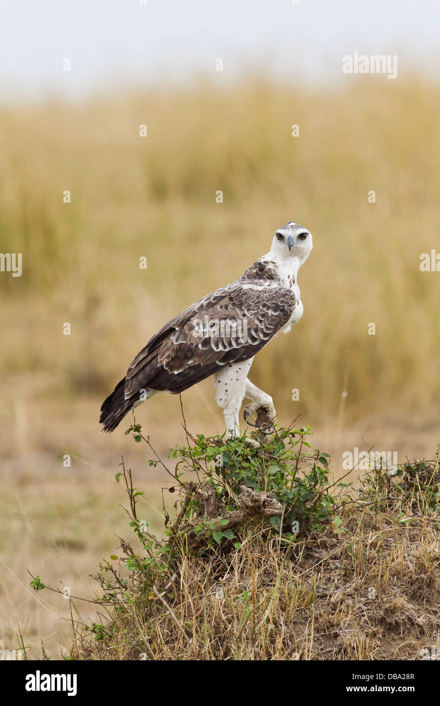 Martail Eagle, Masaimara, Kenya Stock Photo - Alamy
