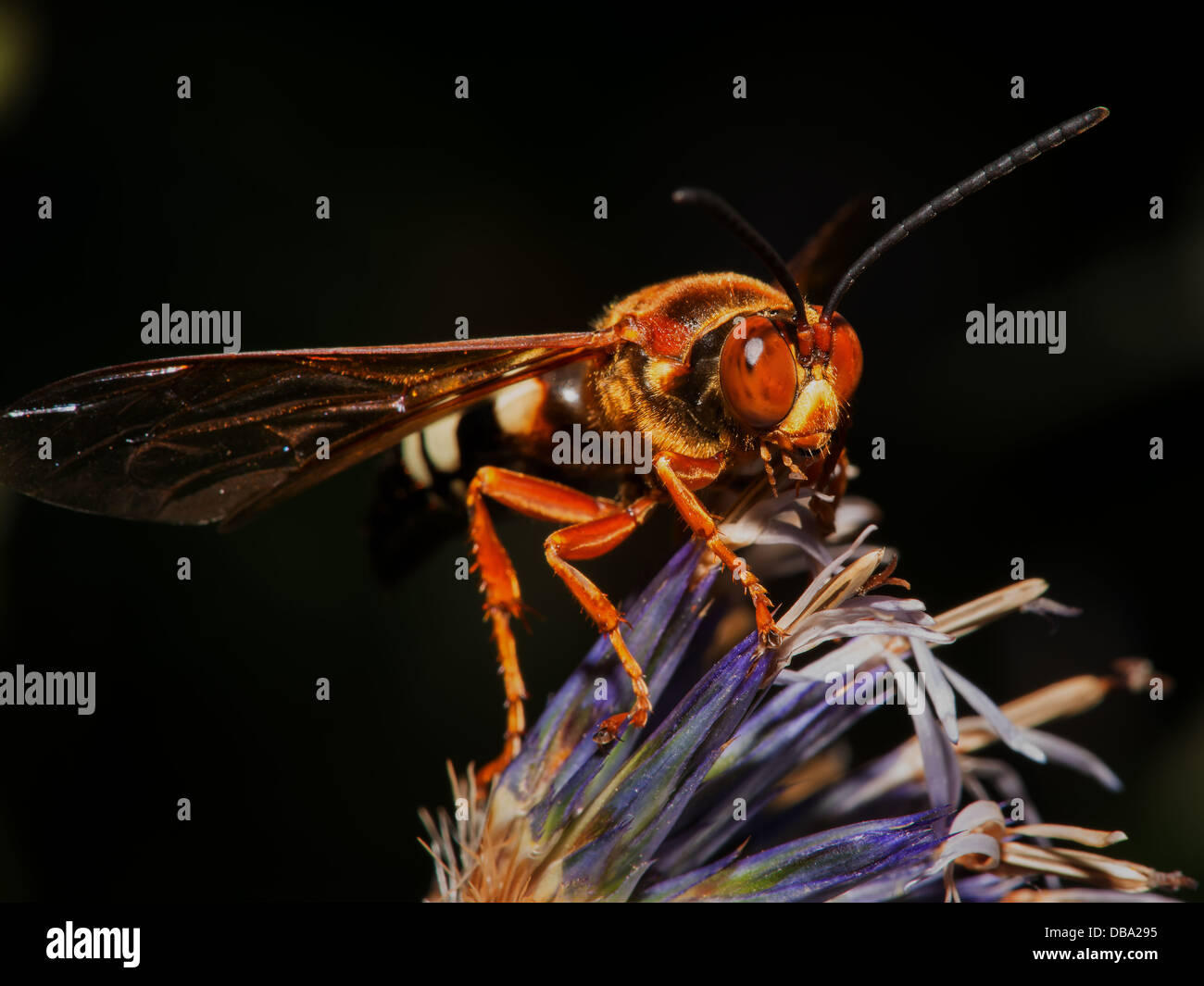 Cicada Hunter Wasp