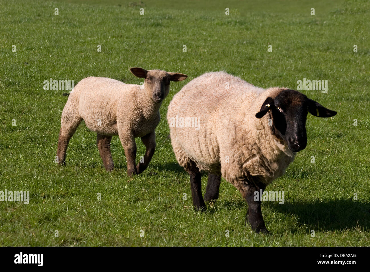 Anshmb114d hi-res stock photography and images - Alamy