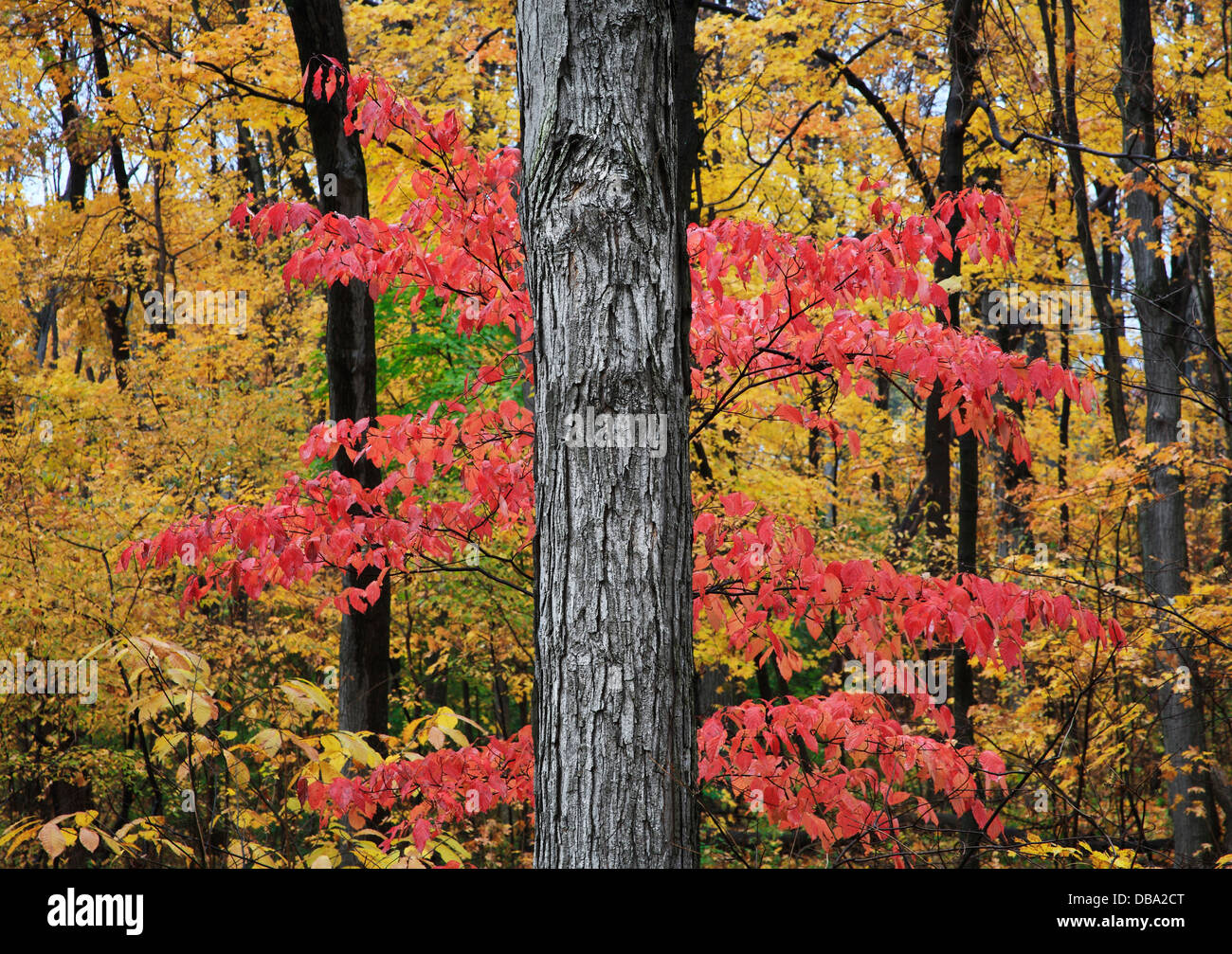 Ohio fall colors hi-res stock photography and images - Alamy
