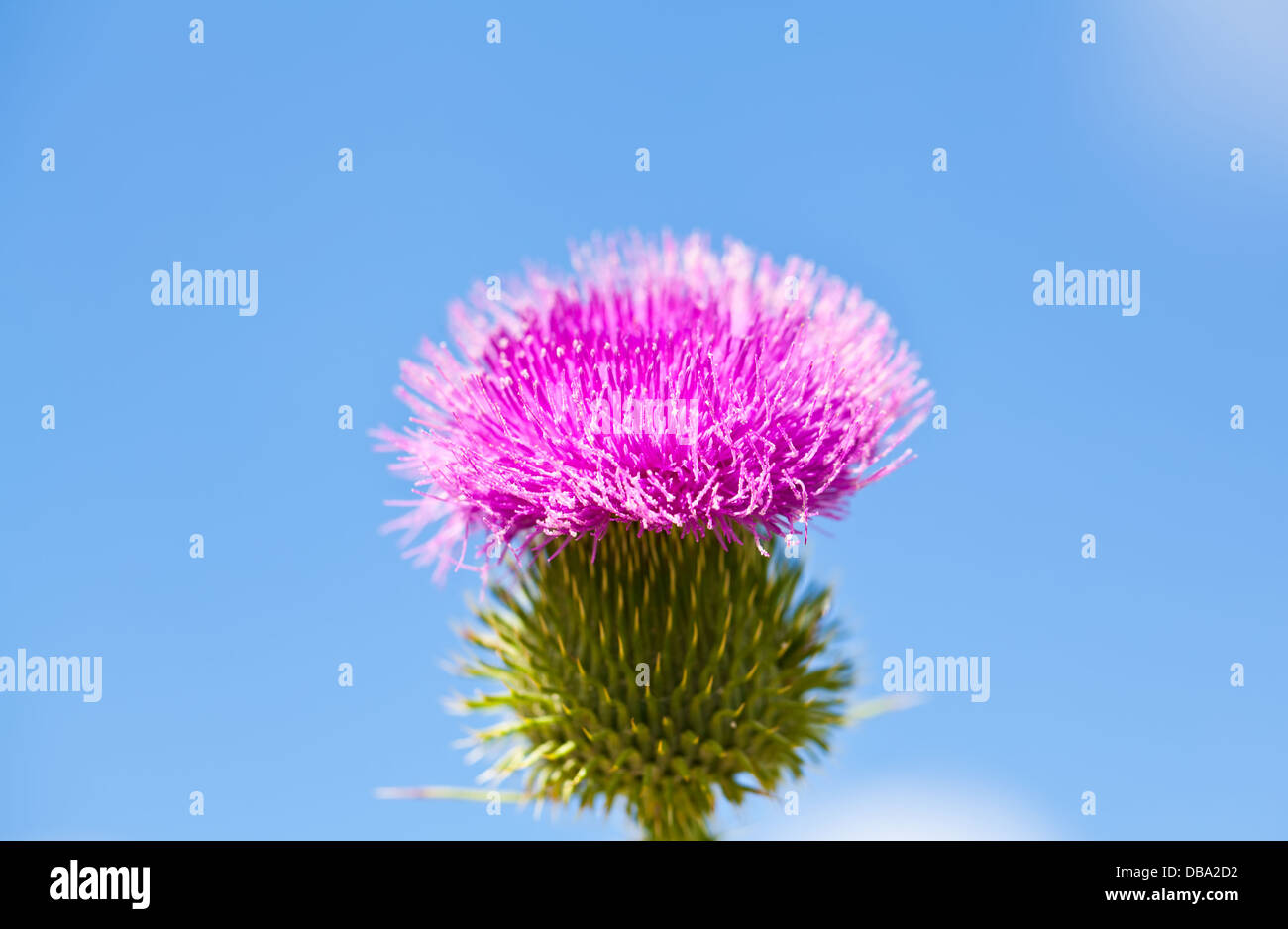 Wild thistle with pink flower on blue sky background Stock Photo - Alamy
