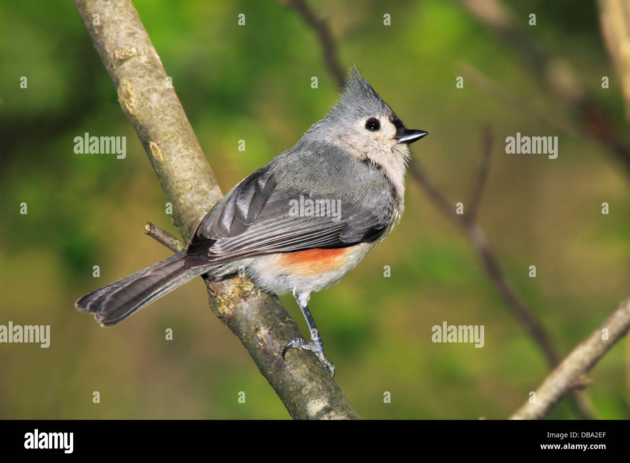 A Small Bird, The Tufted Titmouse Warily Looking, Parus bicolor Stock ...