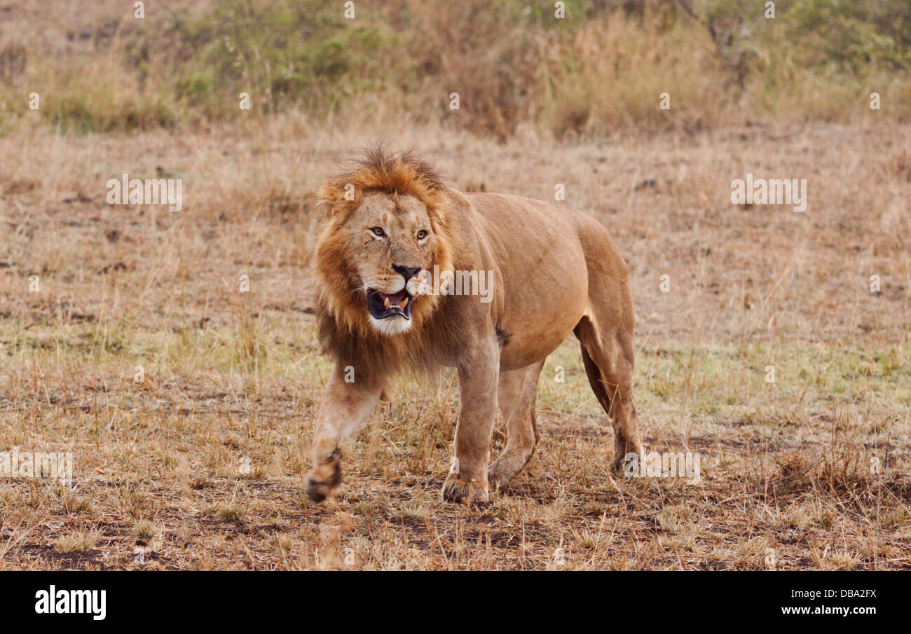 Male African Lion on the move Stock Photo - Alamy