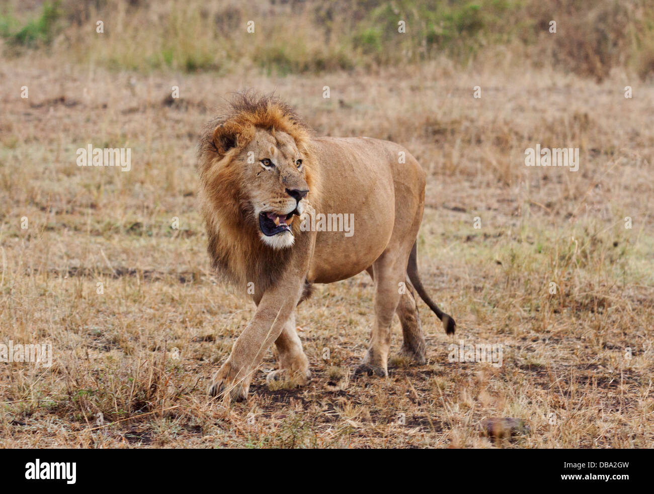 Male Lion breathing out Stock Photo - Alamy