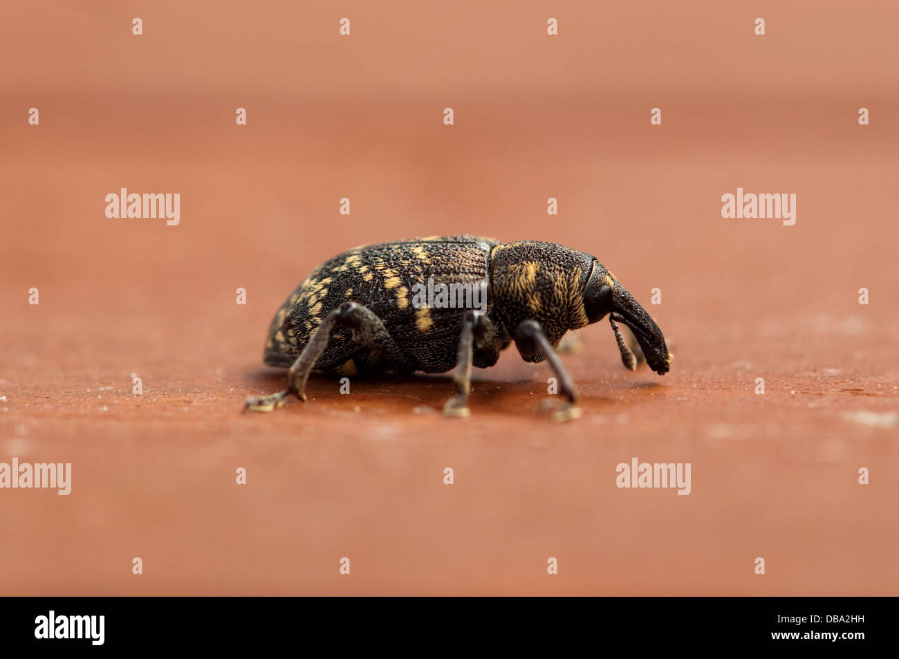 Pine weevil scotland hi-res stock photography and images - Alamy