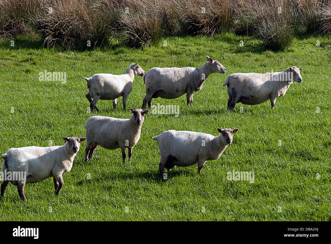 flock of pregnant sheep, Dumfries & Galloway, Scotland Stock Photo - Alamy