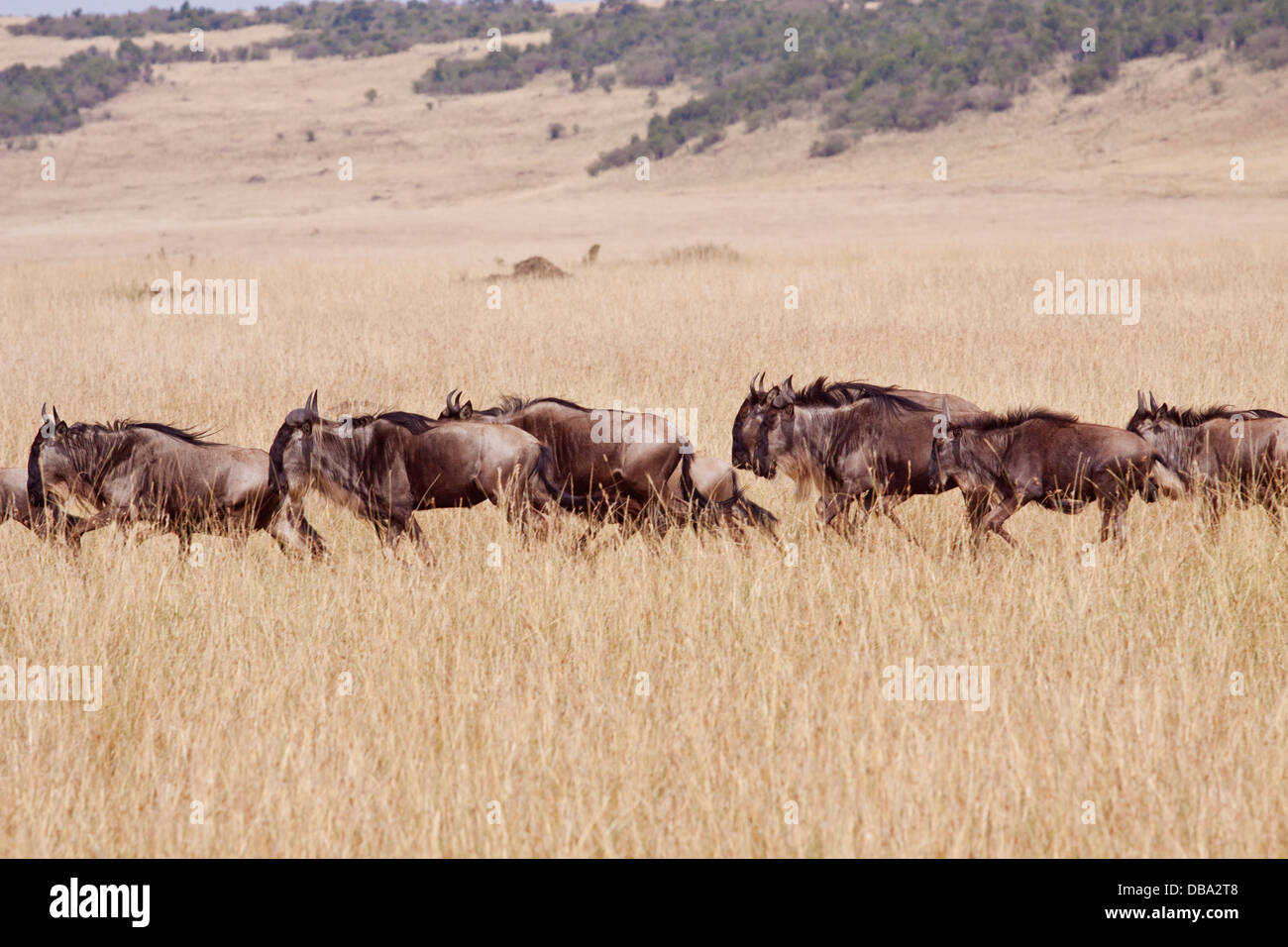 The great migration Stock Photo - Alamy