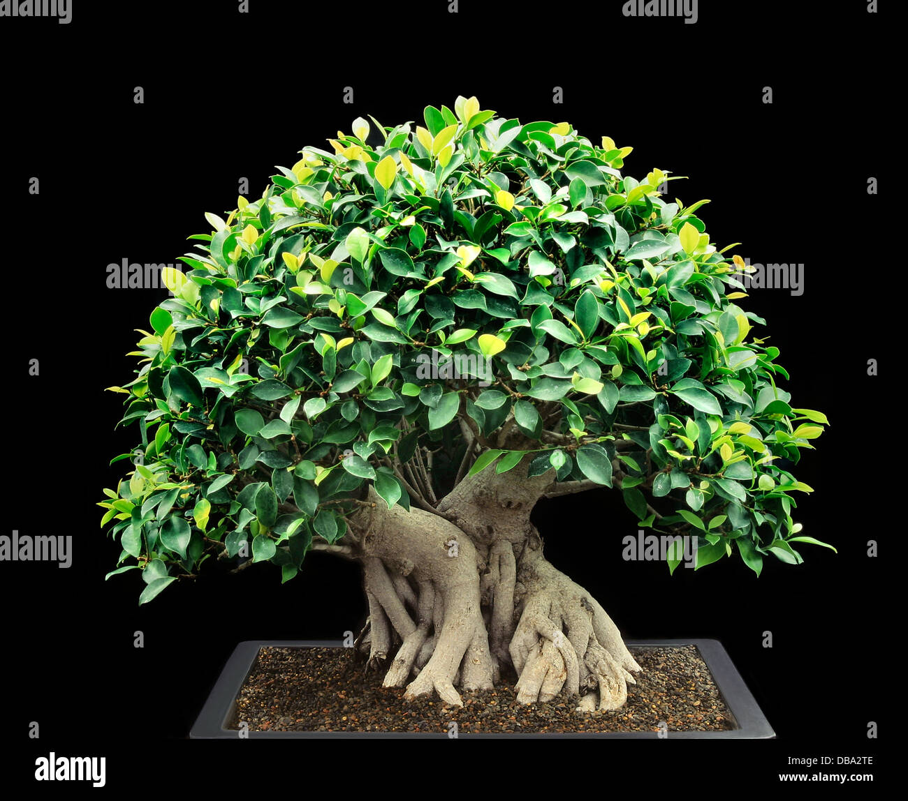 A Perfectly Shaped Bonsai Tree Suitable For Contemplation Stock Photo ...