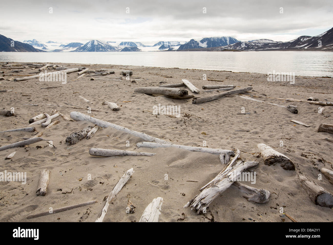 Drift wood from Siberian forests washed up on the shore at Smeerenburg ...