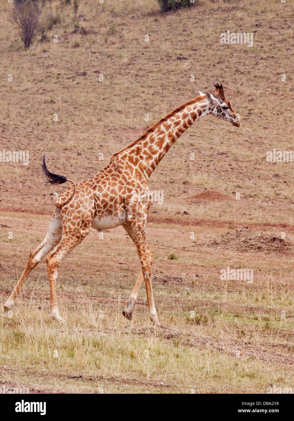 Giraffe animal running hi-res stock photography and images - Alamy
