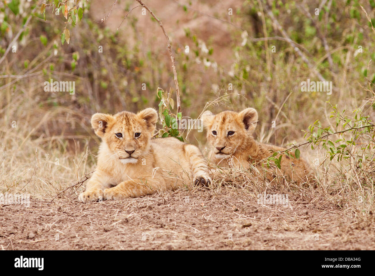 Wildlife outside protected area hi-res stock photography and images - Alamy