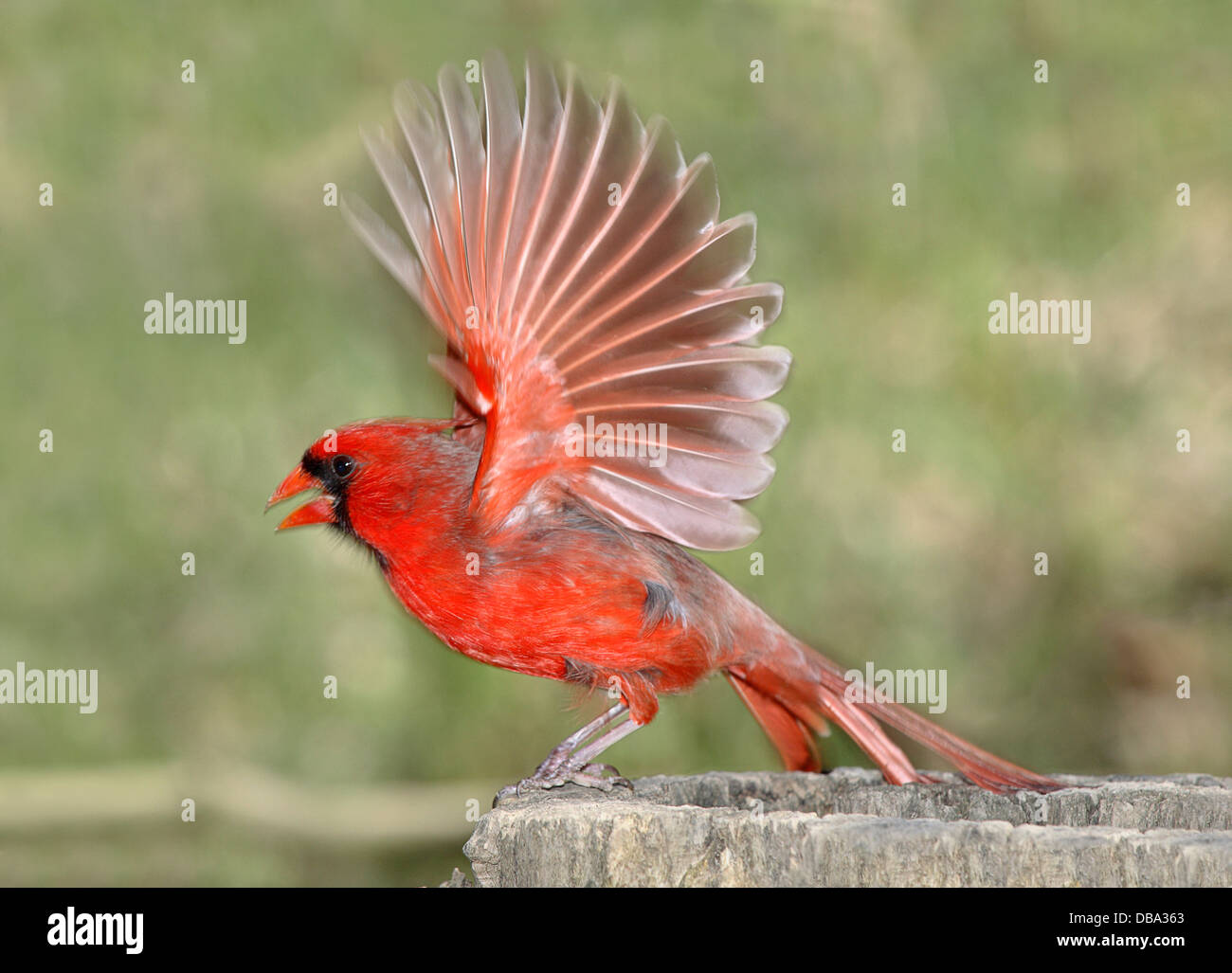 Bird wings motion hi-res stock photography and images - Alamy