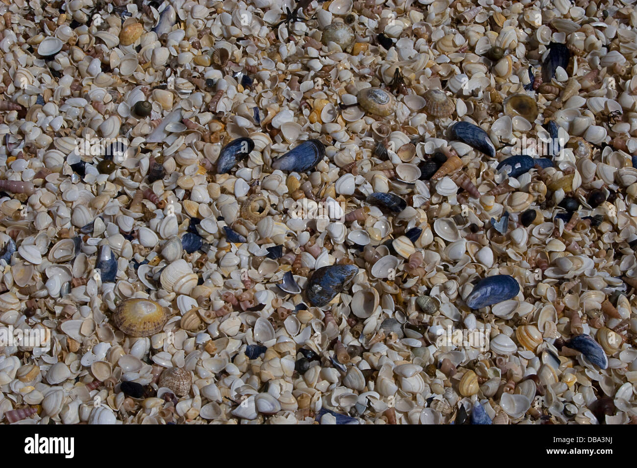 Mossyard Bay covered in variety of seashells, Dumfries & Galloway ...