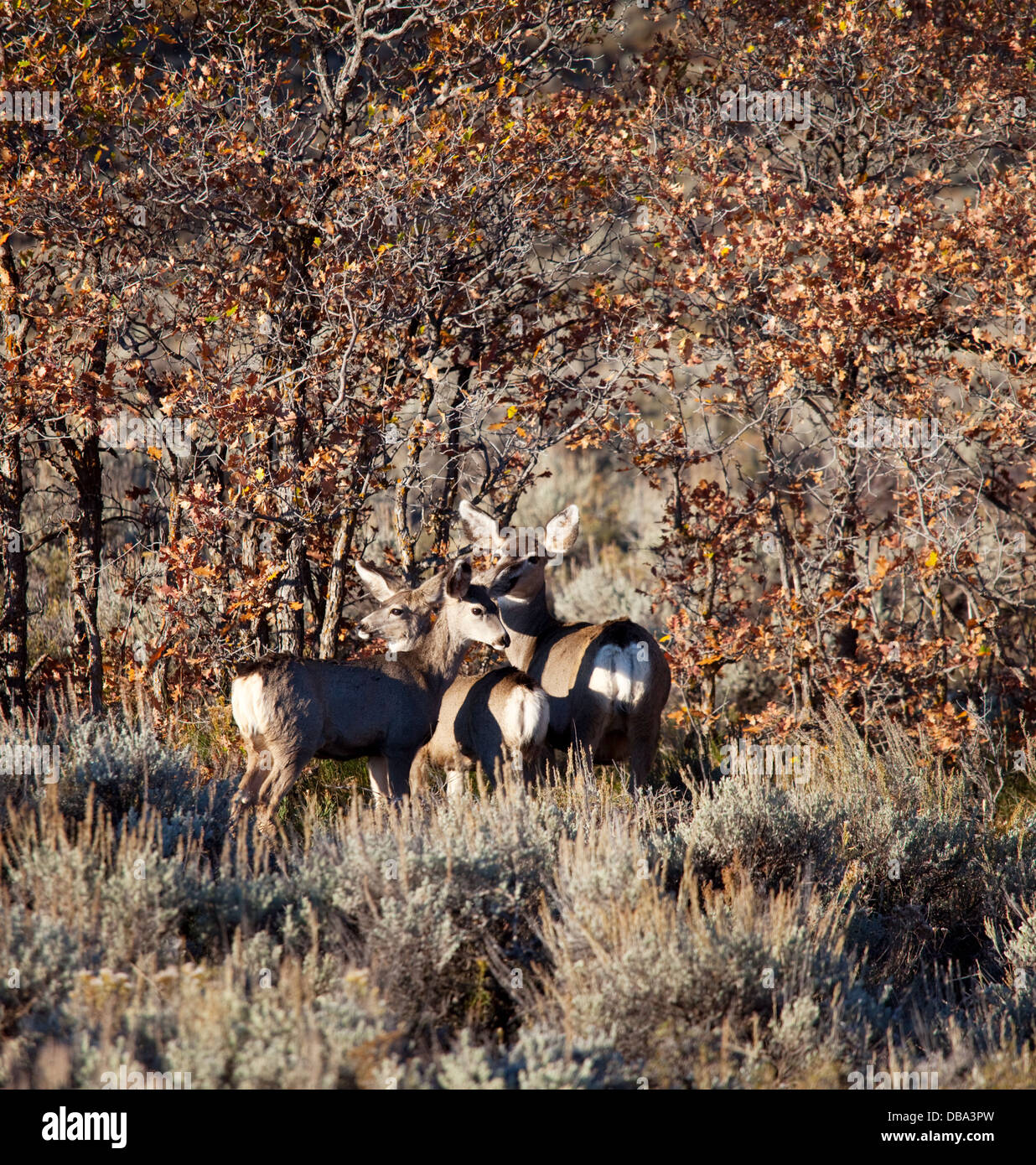 Redwood national park animal usa hi-res stock photography and images ...