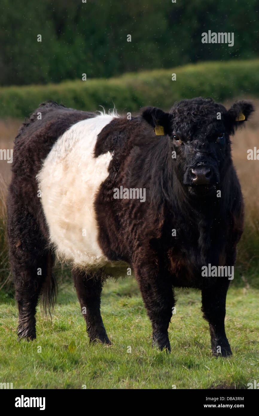 young belted galloway cow, Caerlaverock, Dumfries & Galloway, Scotland ...