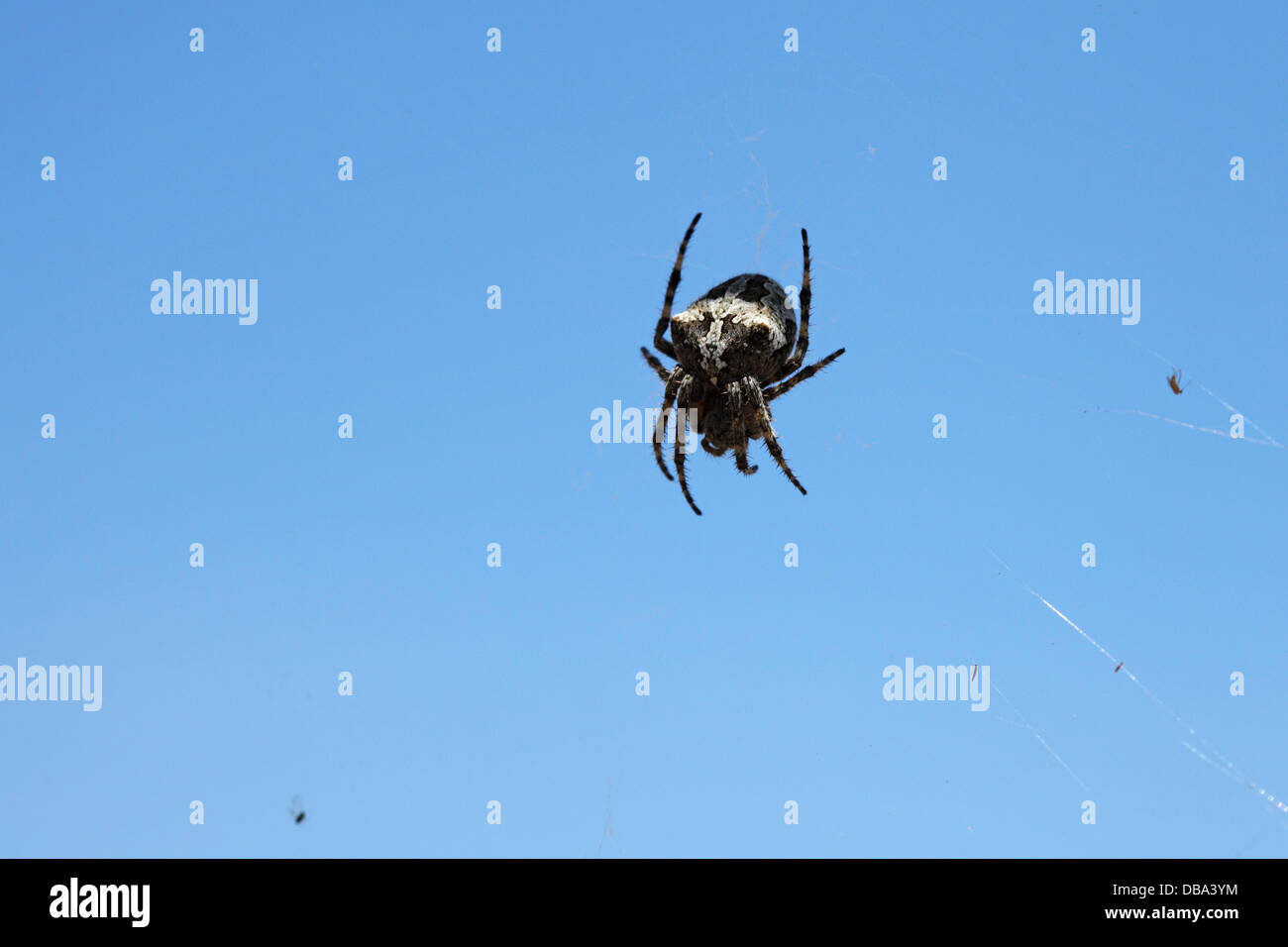 A spider sits in its web, surrounded by the bodies of caught flies at ...