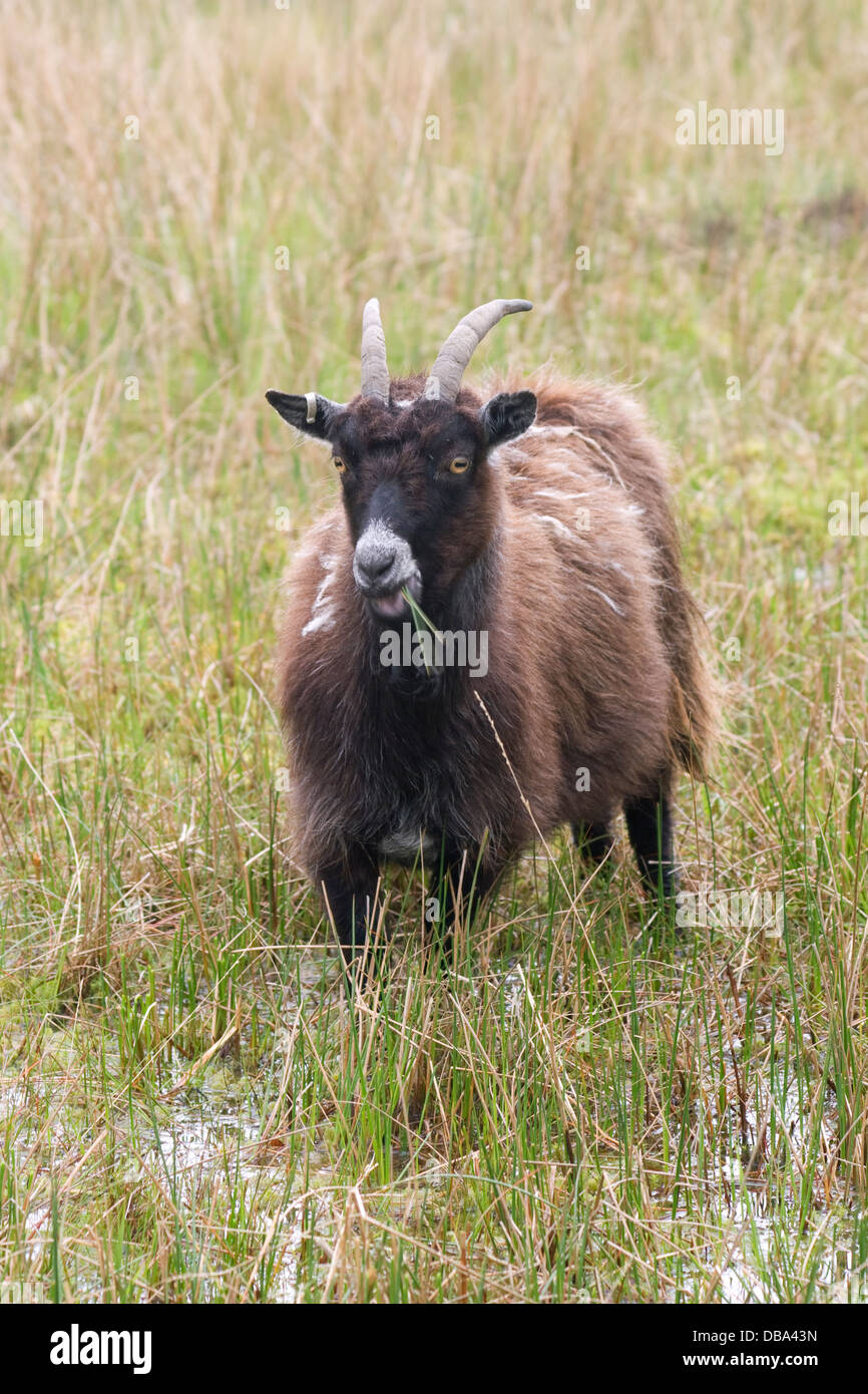 feral goat (capra hircus) standing in moorland nr Caersphairn ...
