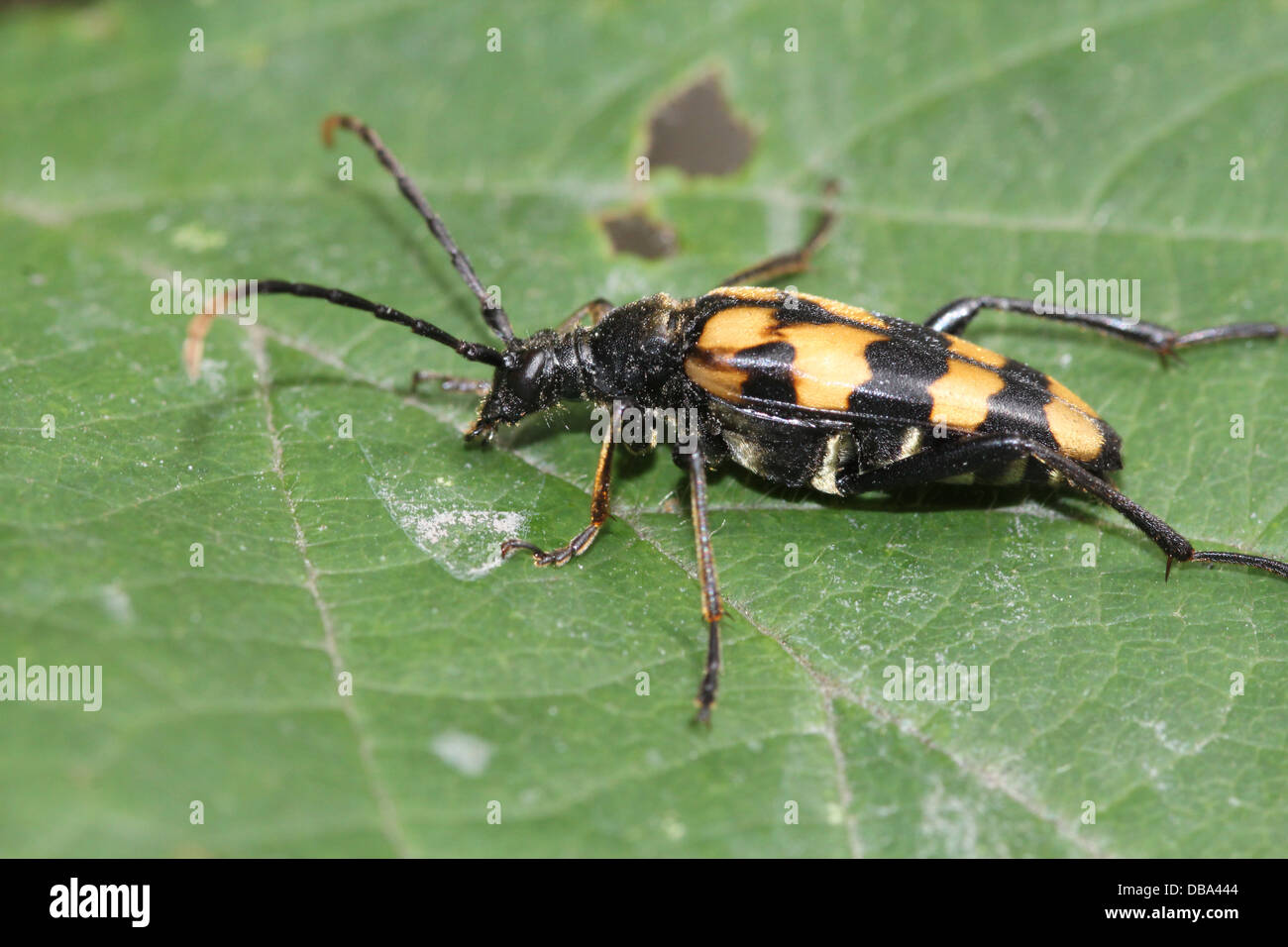 Detailed macro of the four-banded Longhorn Beetle ( Strangalia ...