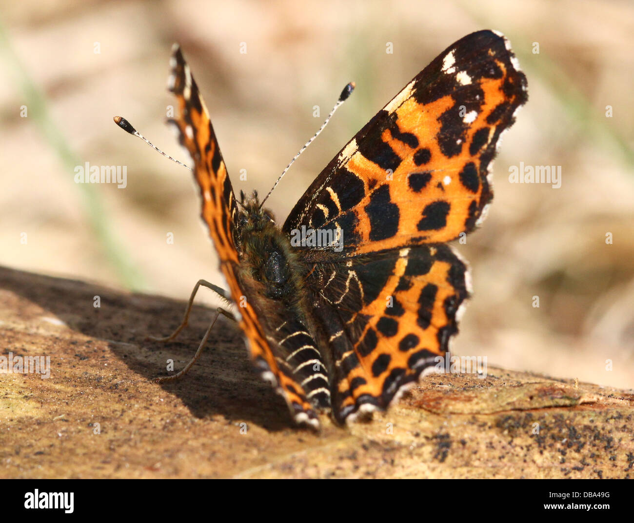 Close up of a 1st generation Map Butterfly (Araschnia levana) posing on ...