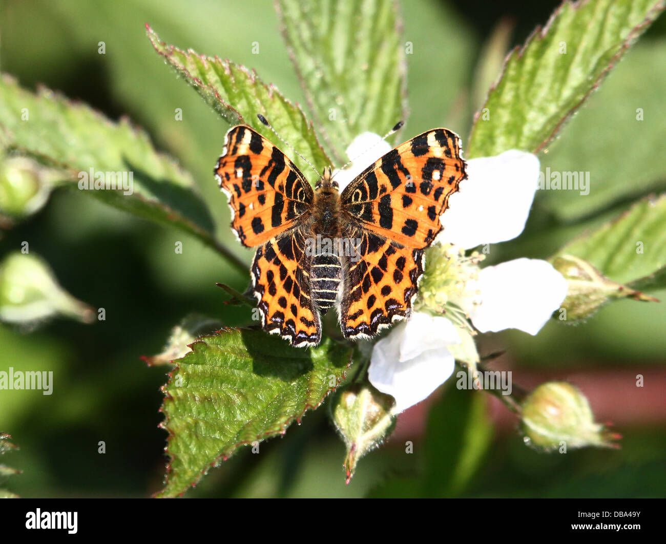 Close up of a 1st generation Map Butterfly (Araschnia levana) posing on ...