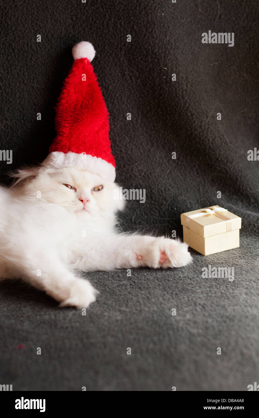 Kitten as Santa Stock Photo - Alamy