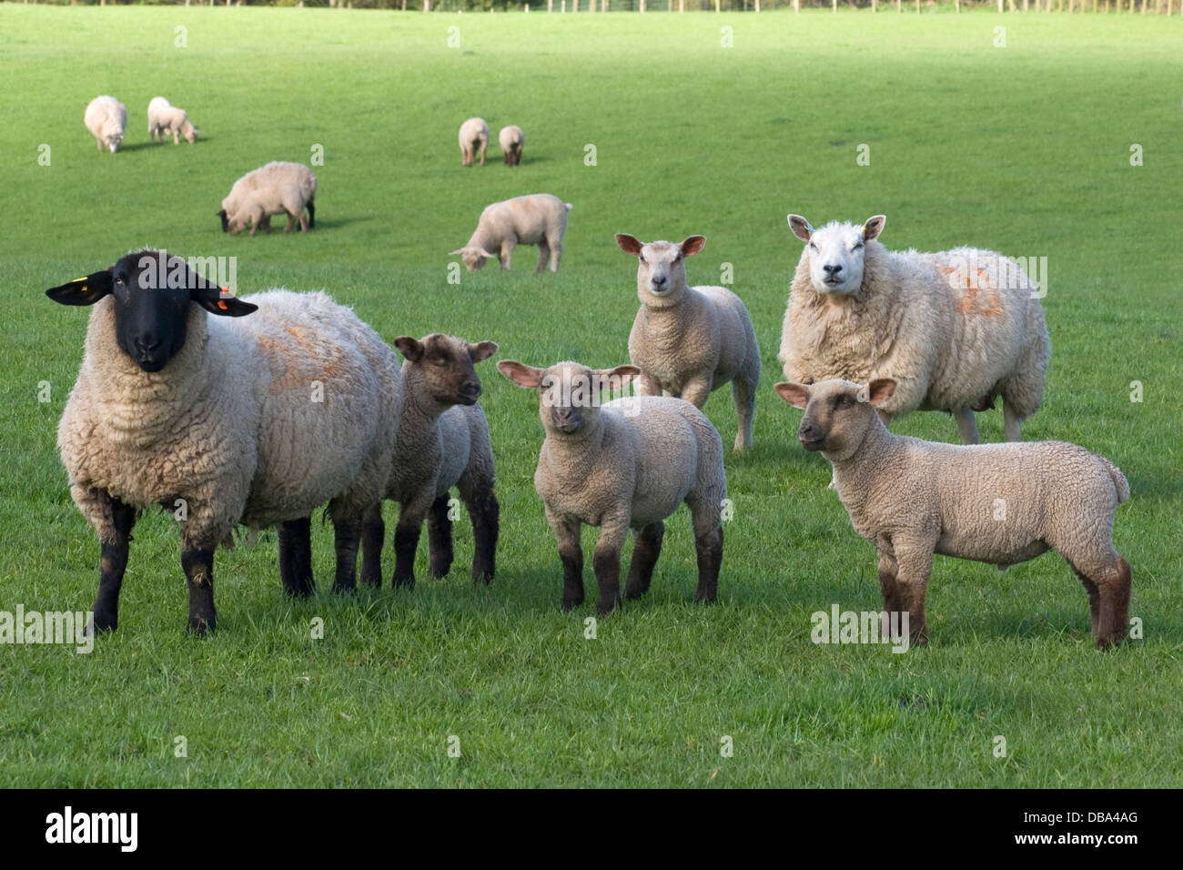 Rare breeds sheep hi-res stock photography and images - Alamy