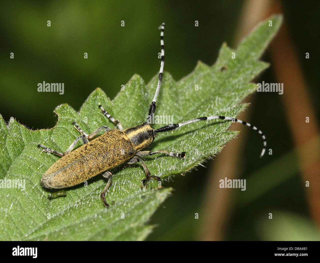 Close-up of the golden-bloomed grey longhorn beetle (Agapanthia ...