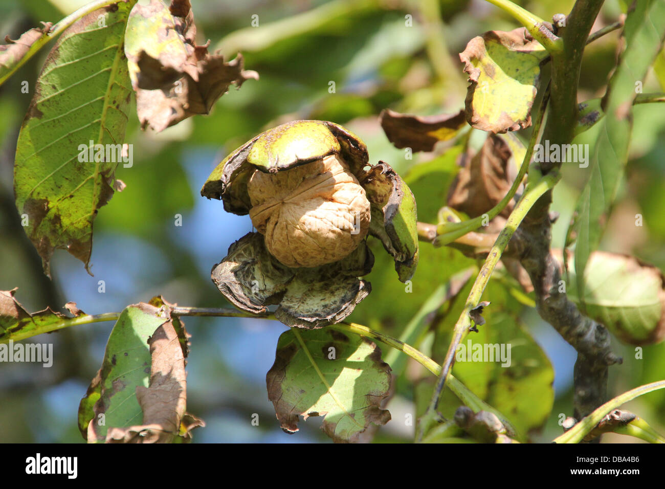 Walnut ready to fall from tree Stock Photo - Alamy