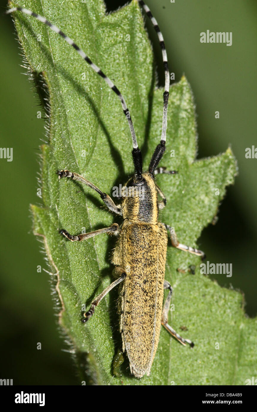 Close-up of the golden-bloomed grey longhorn beetle (Agapanthia ...