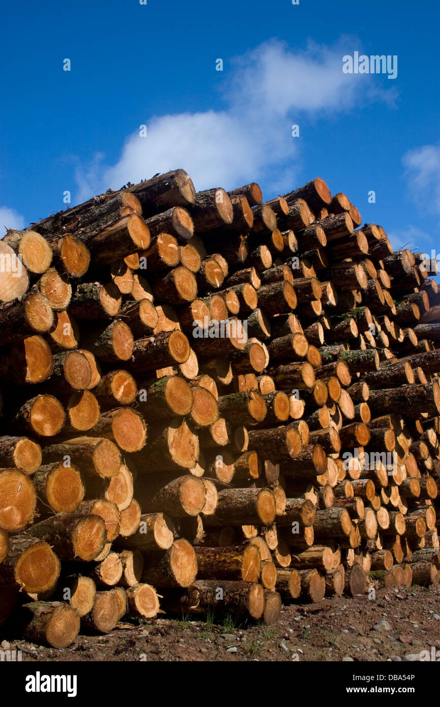 felled timber in Annandale Valley, dumfries & Galloway, Scotland Stock ...