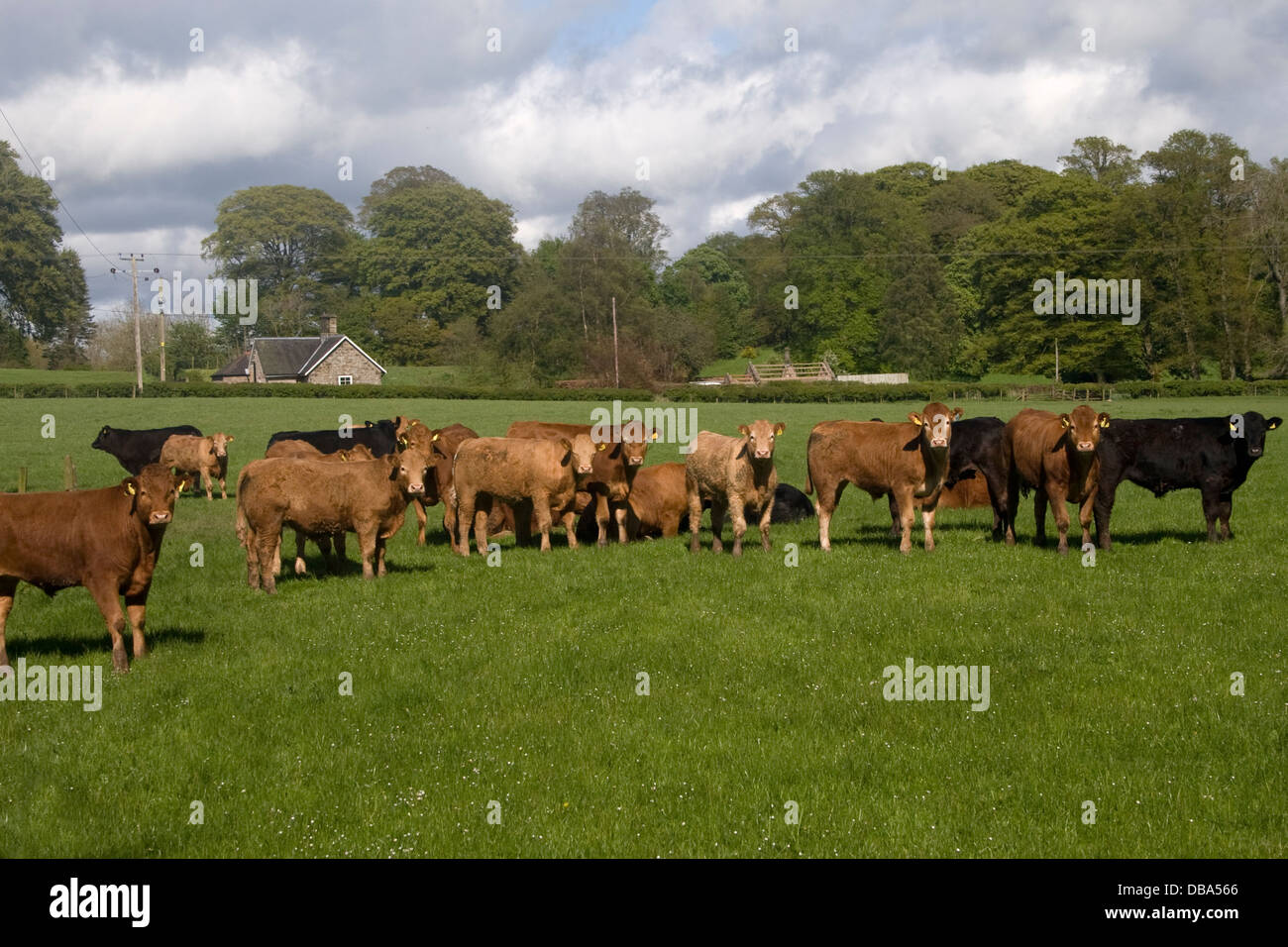 cattle grazing near Shortrigg, Dumfries & Galloway, Scotland Stock ...