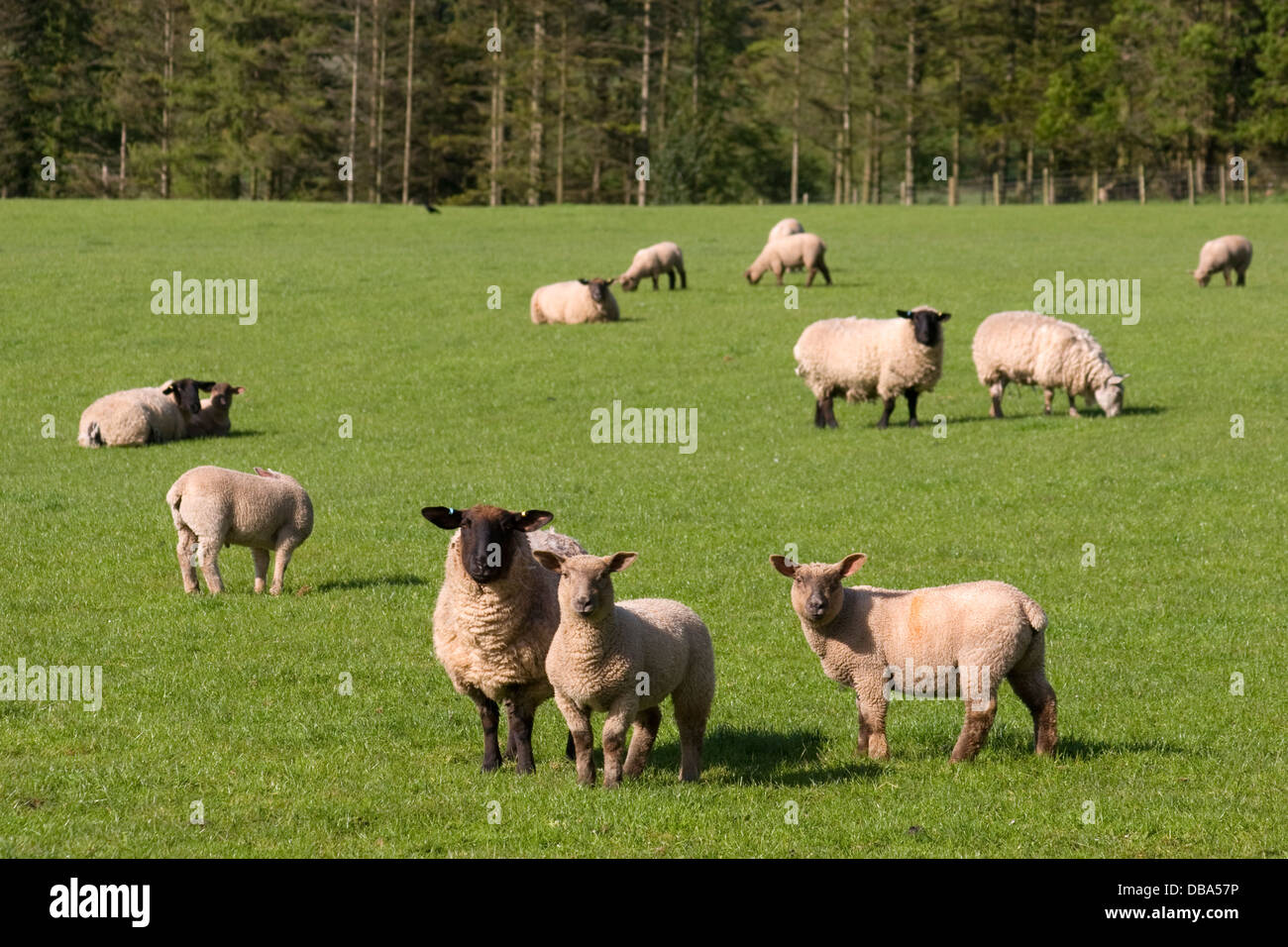Rural countryside scotland sheep hi-res stock photography and images ...