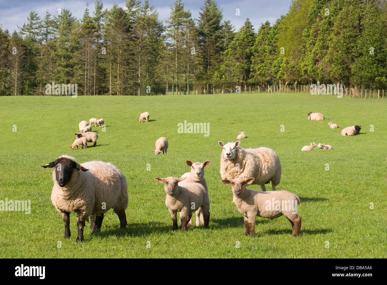 rare breed black faced sheep and lambs grazing at Dalton, Dumfries ...