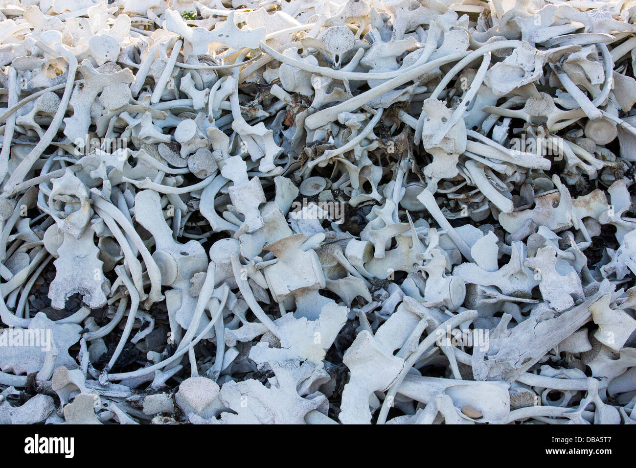Remains of Beluga Whales (Delphinapterus leucas) at Bourbonhamna (77 ...