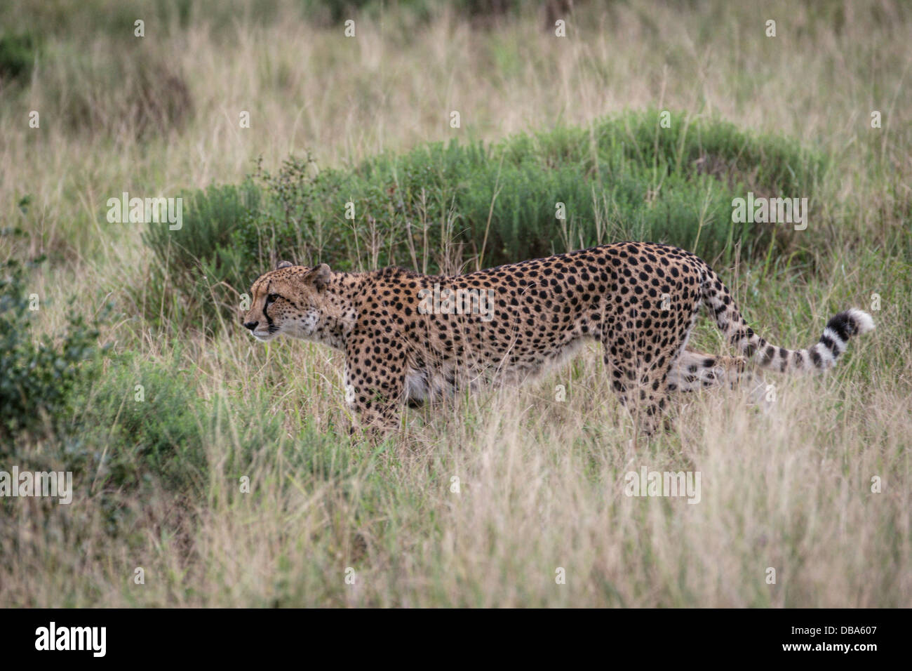 Cheetah (Acinonyx jubatus), Phinda Game Reserve, South Africa Stock ...