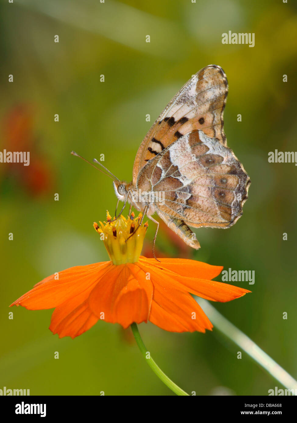 Variegated Fritillary Butterfly Stock Photos & Variegated Fritillary ...